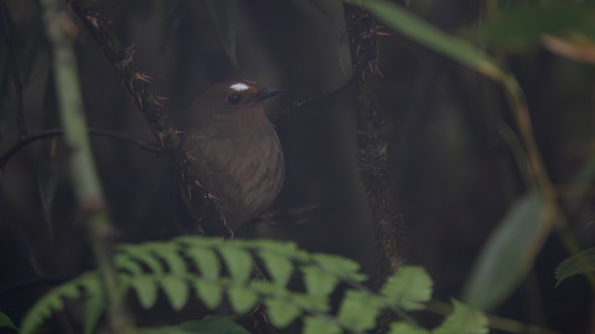 eBird Checklist - 3 May 2024 - 瓦屋山--中高海拔 (Wawu Mountain--Upper Level ...