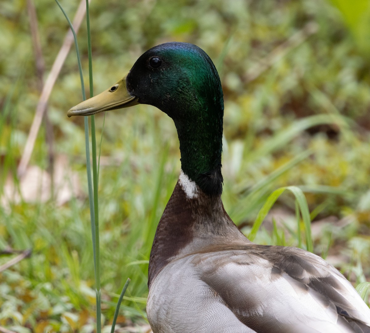 eBird Checklist - 4 May 2024 - Garret Mountain Reservation (Park) - 47 ...