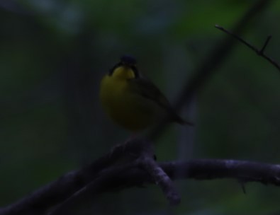 eBird Checklist - 5 May 2024 - Conference House Park - 41 species