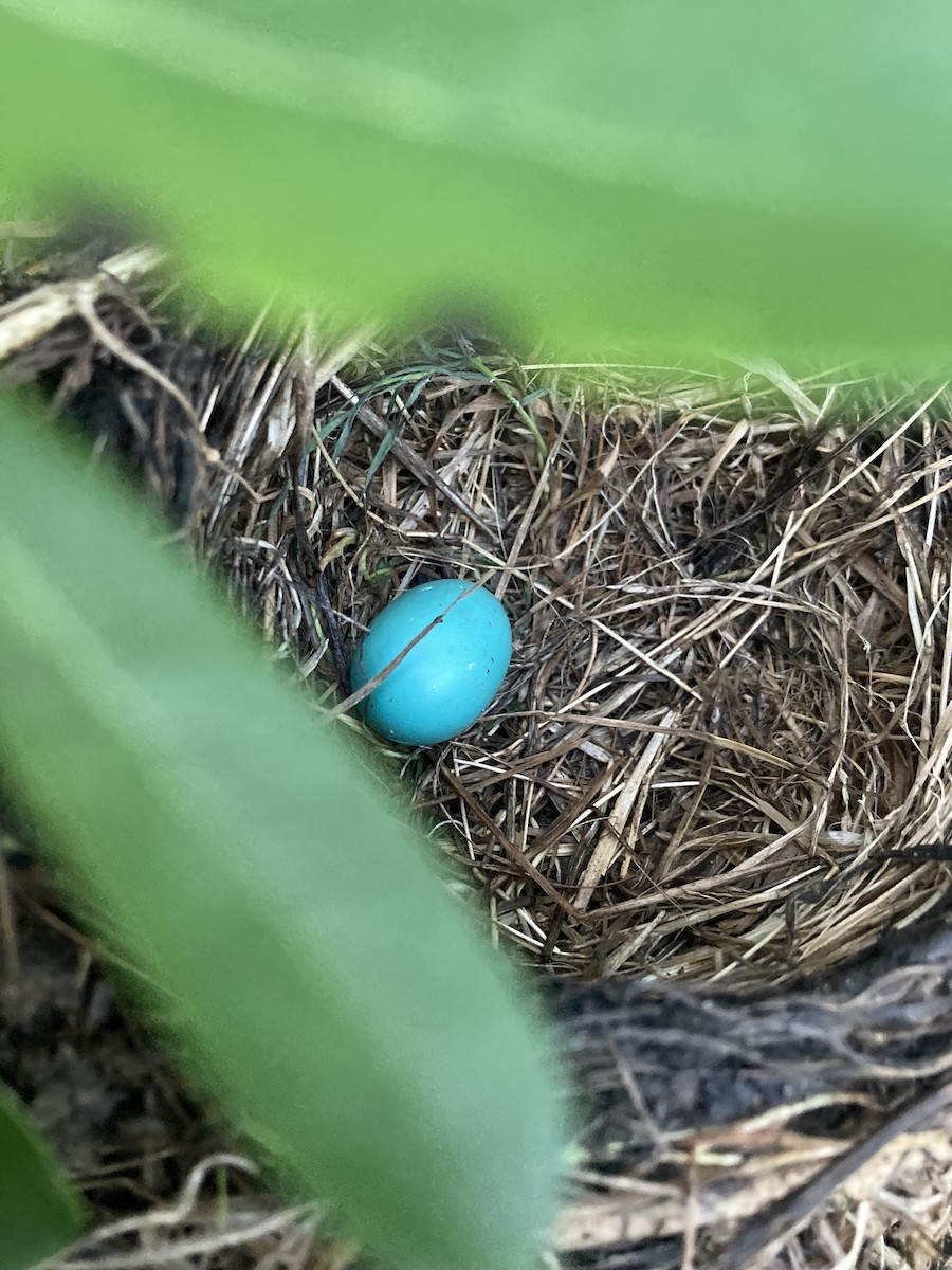 eBird Checklist - 4 May 2024 - Pine Lake Park & Stern Grove - 25 species