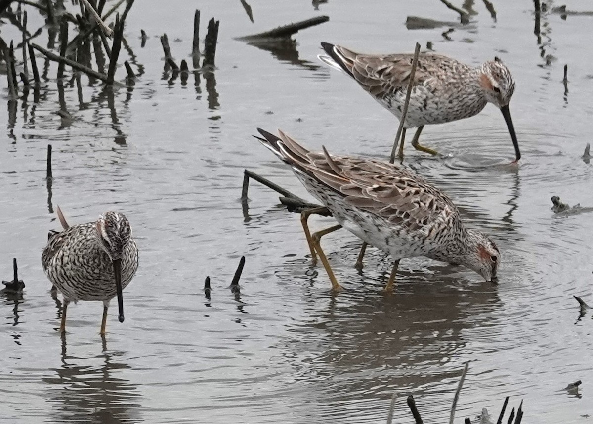 eBird Checklist - 4 May 2024 - Loess Bluffs NWR--Snow Goose Pool - 48 ...