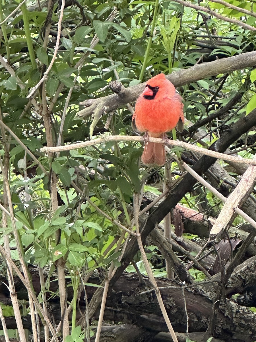 eBird Checklist - 5 May 2024 - Montrose Point Bird Sanctuary, Lincoln ...