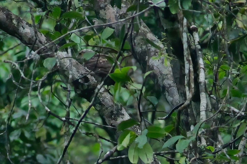 Besra - Accipiter virgatus - Media Search - Macaulay Library and eBird