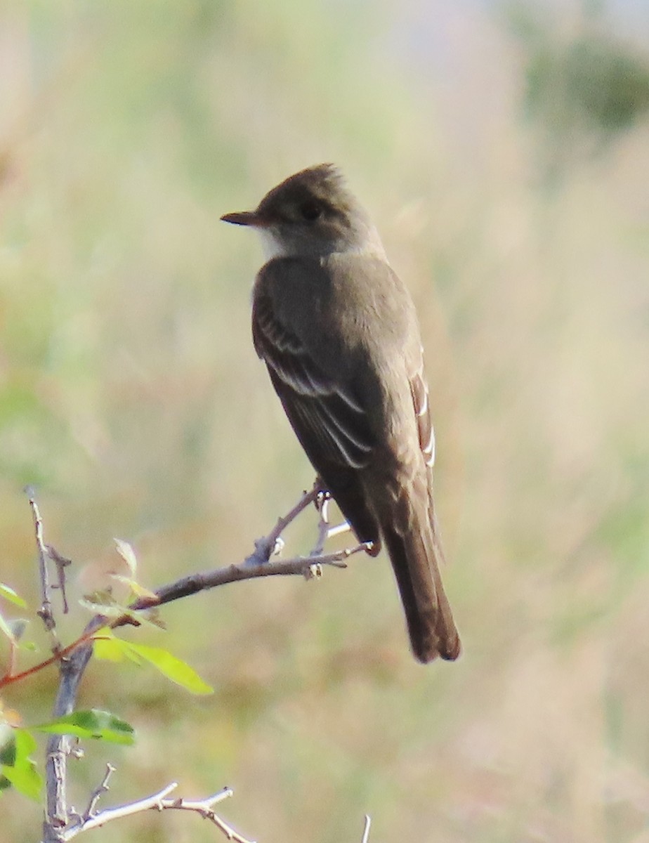 eBird Checklist - 5 May 2024 - Crick Ave. Greenbelt - 19 species