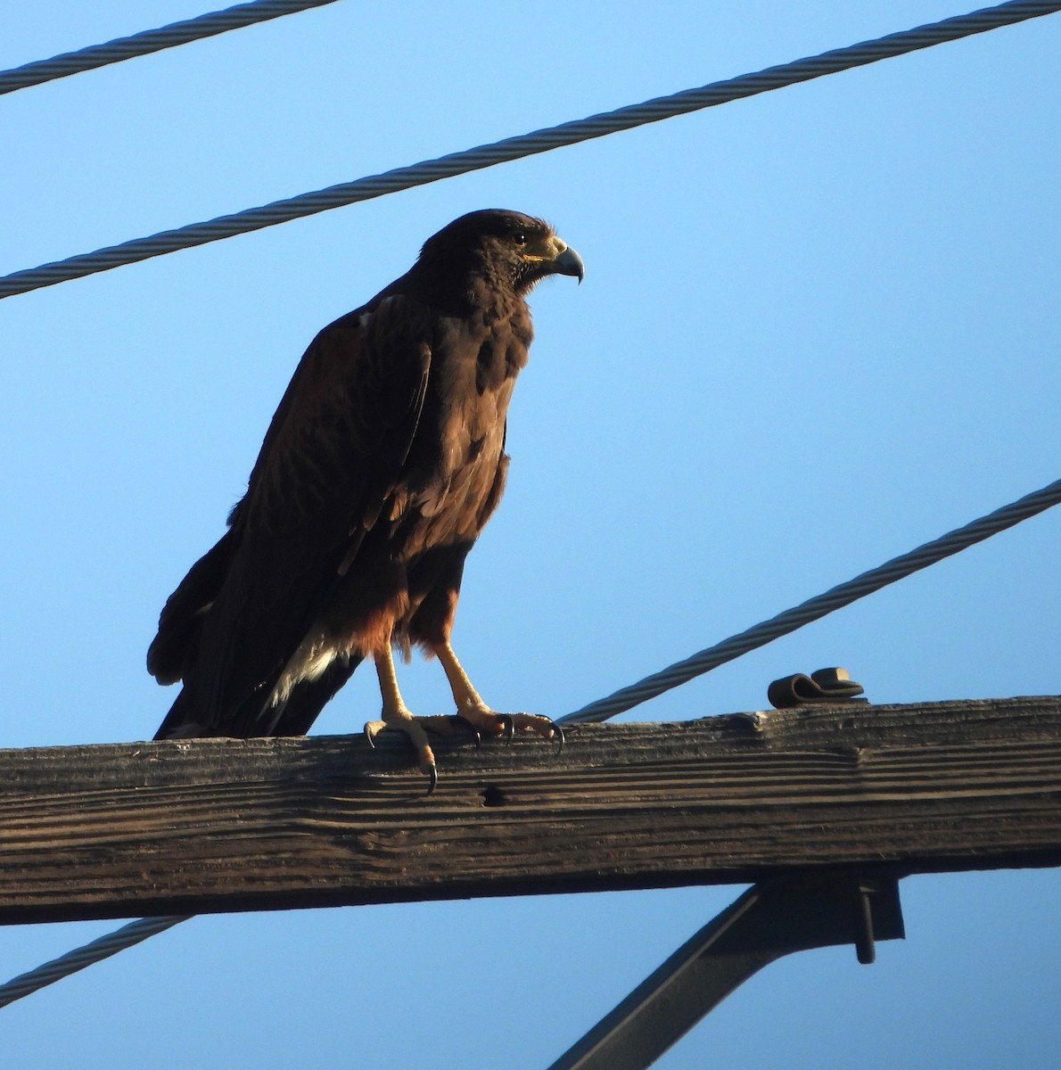 eBird Checklist - 29 Apr 2024 - N Houghton Rd & E Prince Rd - 1 species