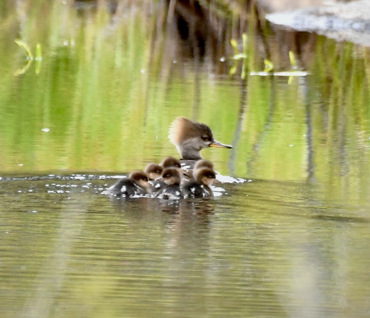 eBird Checklist - 5 May 2024 - Arcadia Management Area--Roaring Brook ...