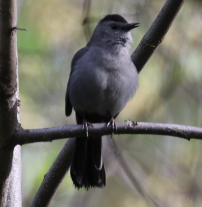 eBird Checklist - 5 May 2024 - Towl Park - 43 species