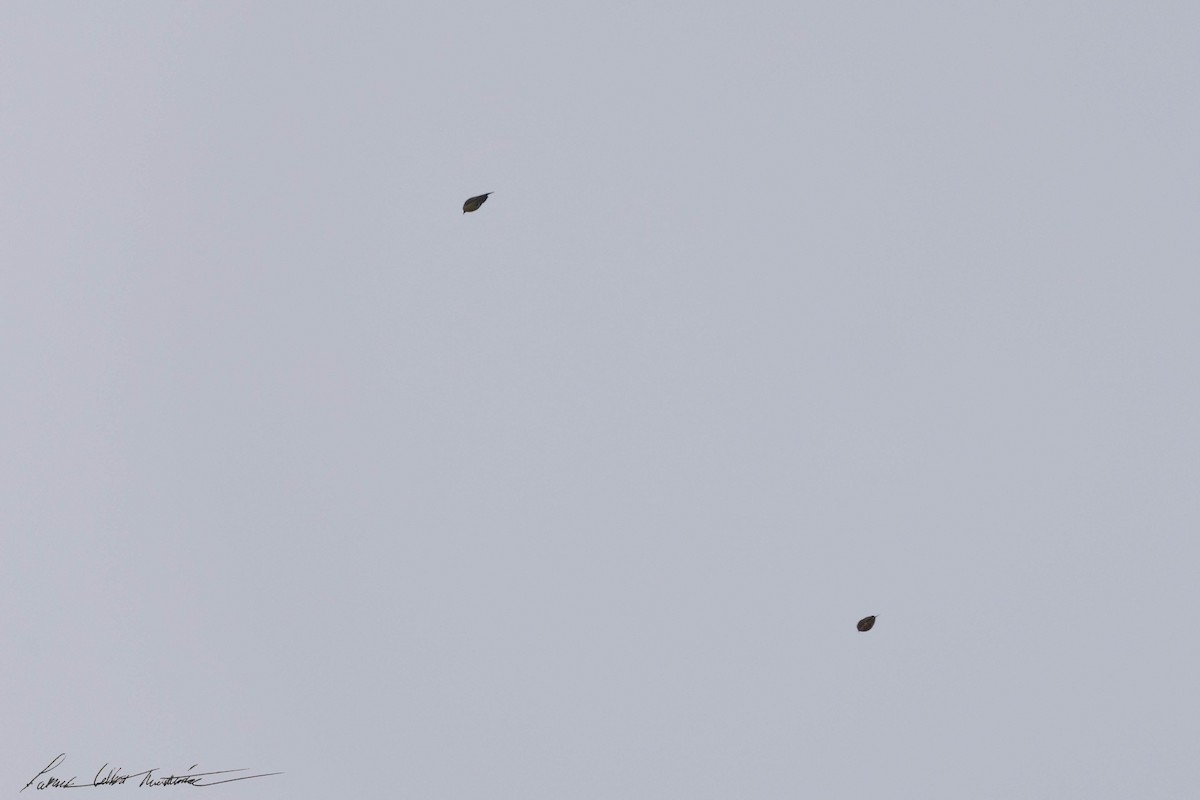 eBird Checklist - 5 May 2024 - Francis Carter Preserve - 18 species