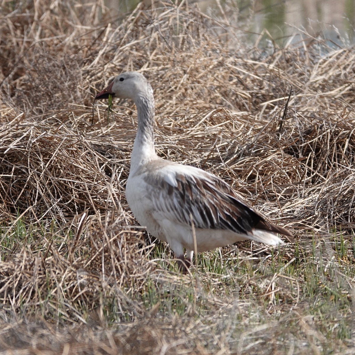 eBird Checklist - 5 May 2024 - Rocky Mountain Arsenal NWR--Lake Ladora - 32 species