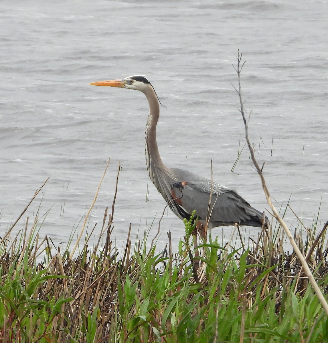 eBird Checklist - 5 May 2024 - Bombay Hook National Wildlife Refuge - 55 species