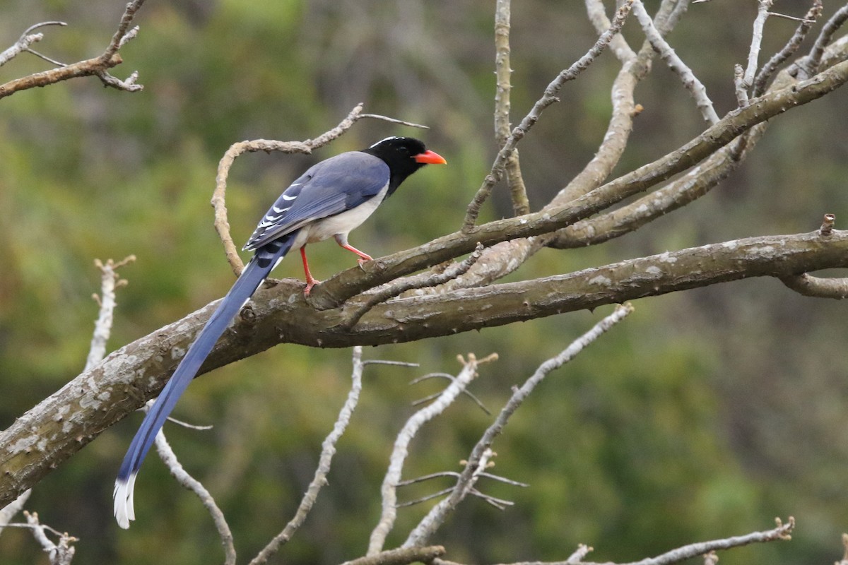 eBird Checklist - 24 Mar 2024 - Bhoj Nagar-Chakki Mod Road - 8 species
