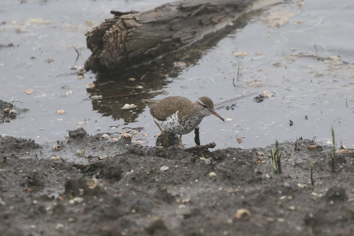 eBird Checklist - 5 May 2024 - Fawn River State Fish Hatchery - 16 species