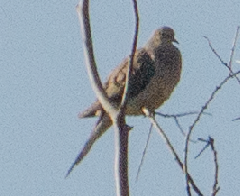 eBird Checklist - 5 May 2024 - Shannon Valley OSP - 5 species