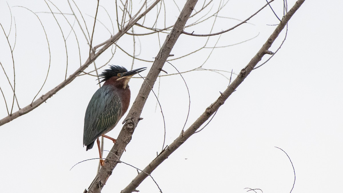 eBird Checklist - 4 May 2024 - Lewisville Lake Environmental Learning ...