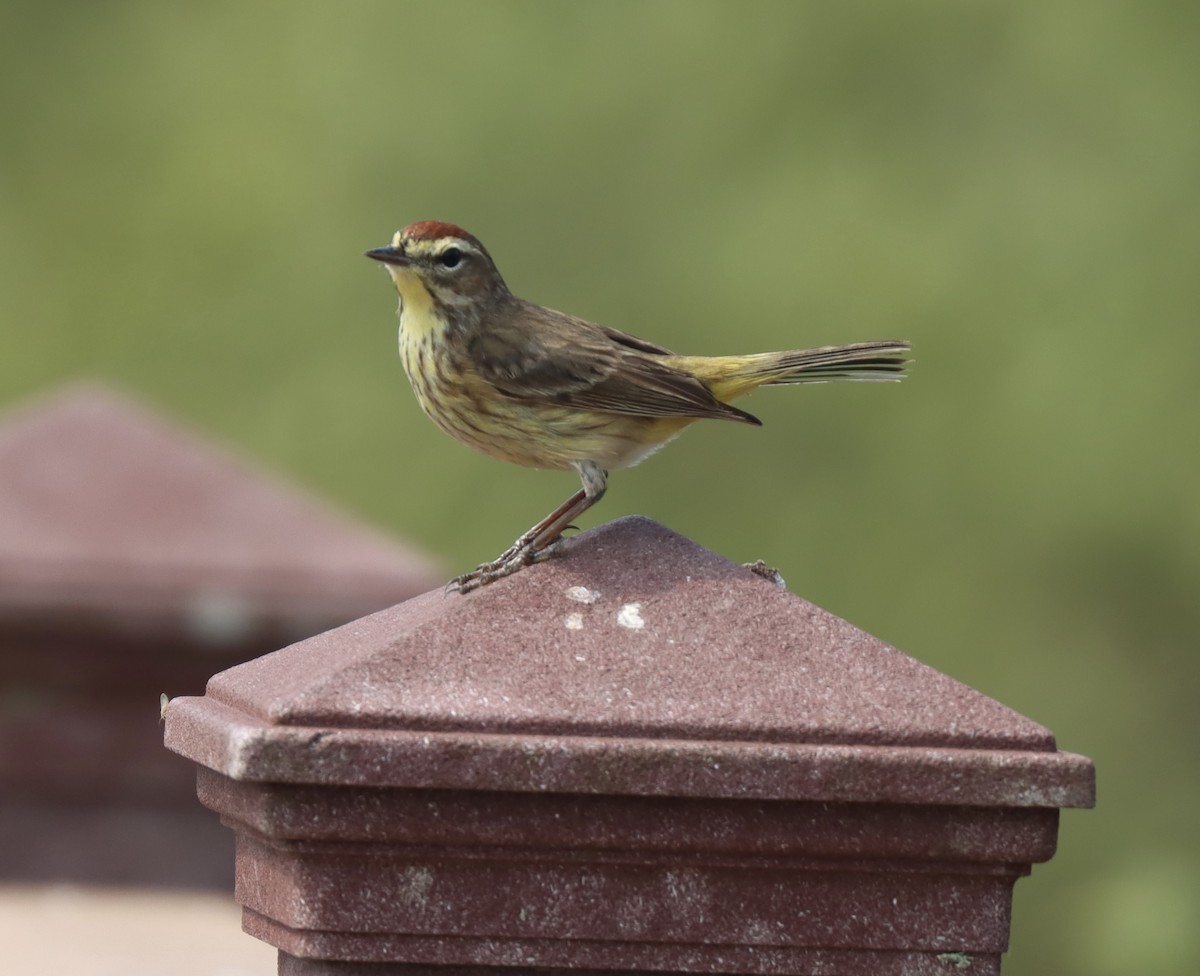eBird Checklist - 5 May 2024 - South Padre Is.--Birding and Nature ...