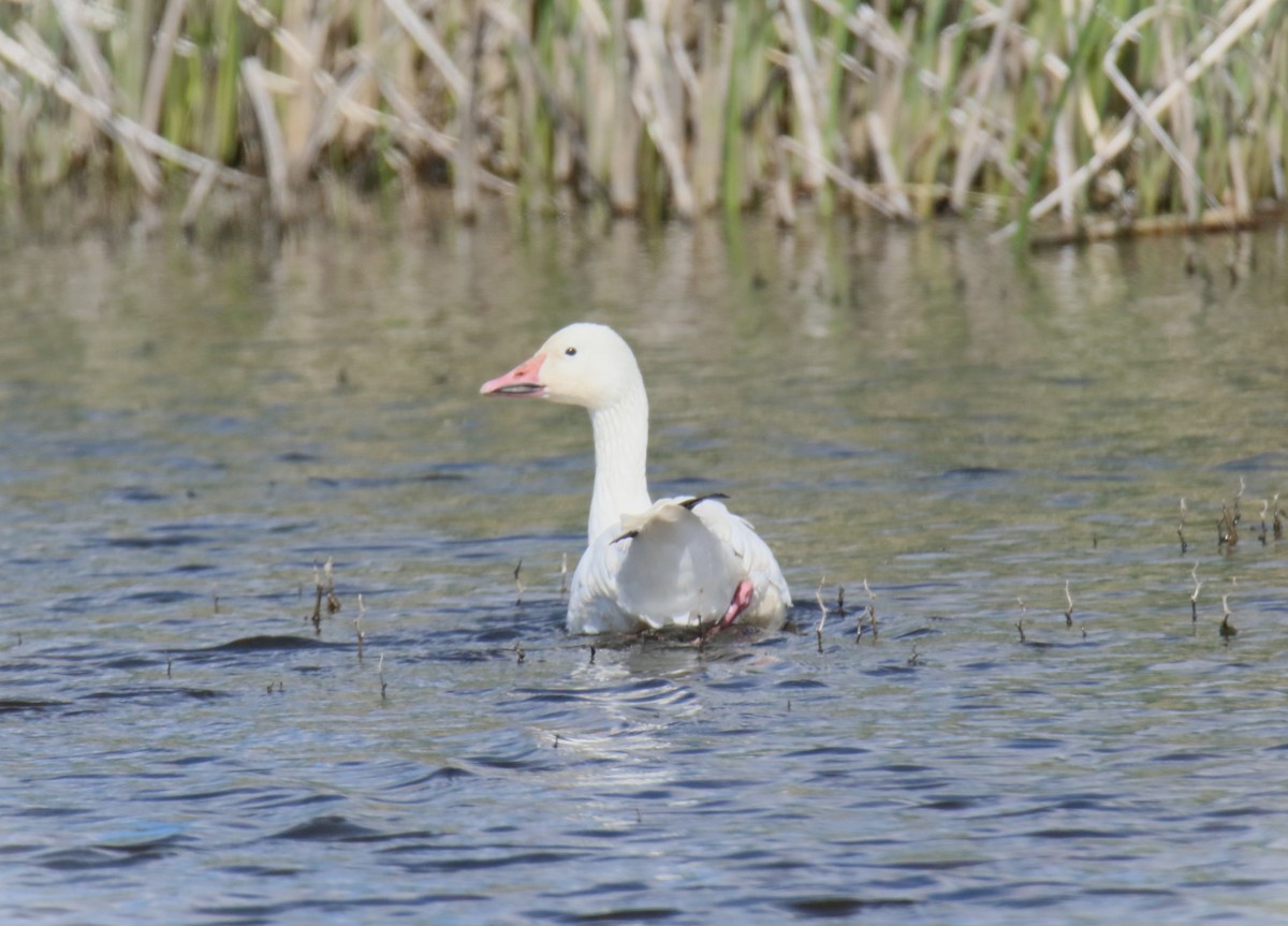 eBird Checklist - 5 May 2024 - Honey Lake Wildlife Area--Fleming Unit ...
