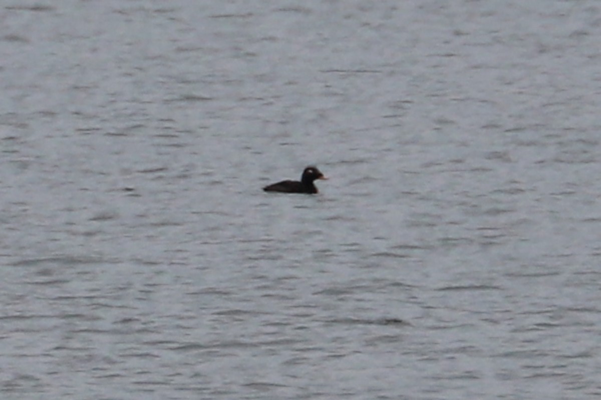 Pennsylvania Bird Atlas Checklist - 5 May 2024 - Bald Eagle SP--Foster ...