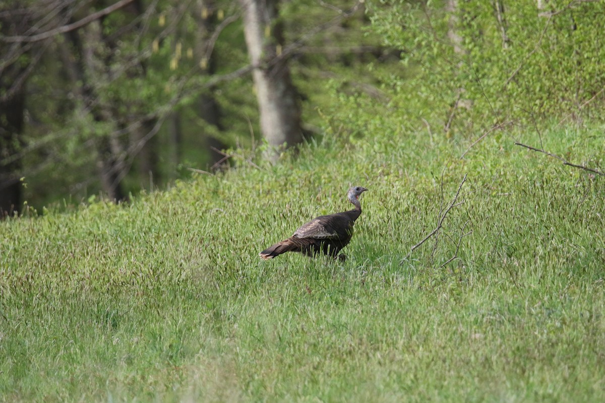 eBird Checklist - 3 May 2024 - Deer Pond Farm, CT Audubon (Dutchess Co ...