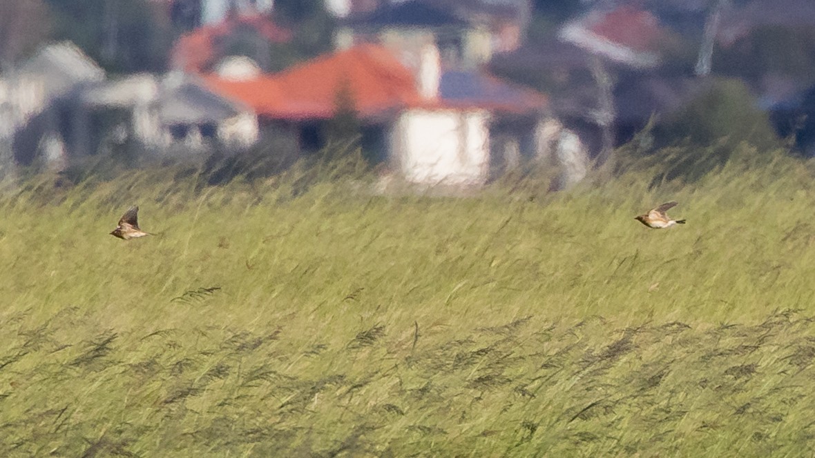 eBird Checklist - 6 May 2024 - Mill Stream Lookout (Botany) - 1 species