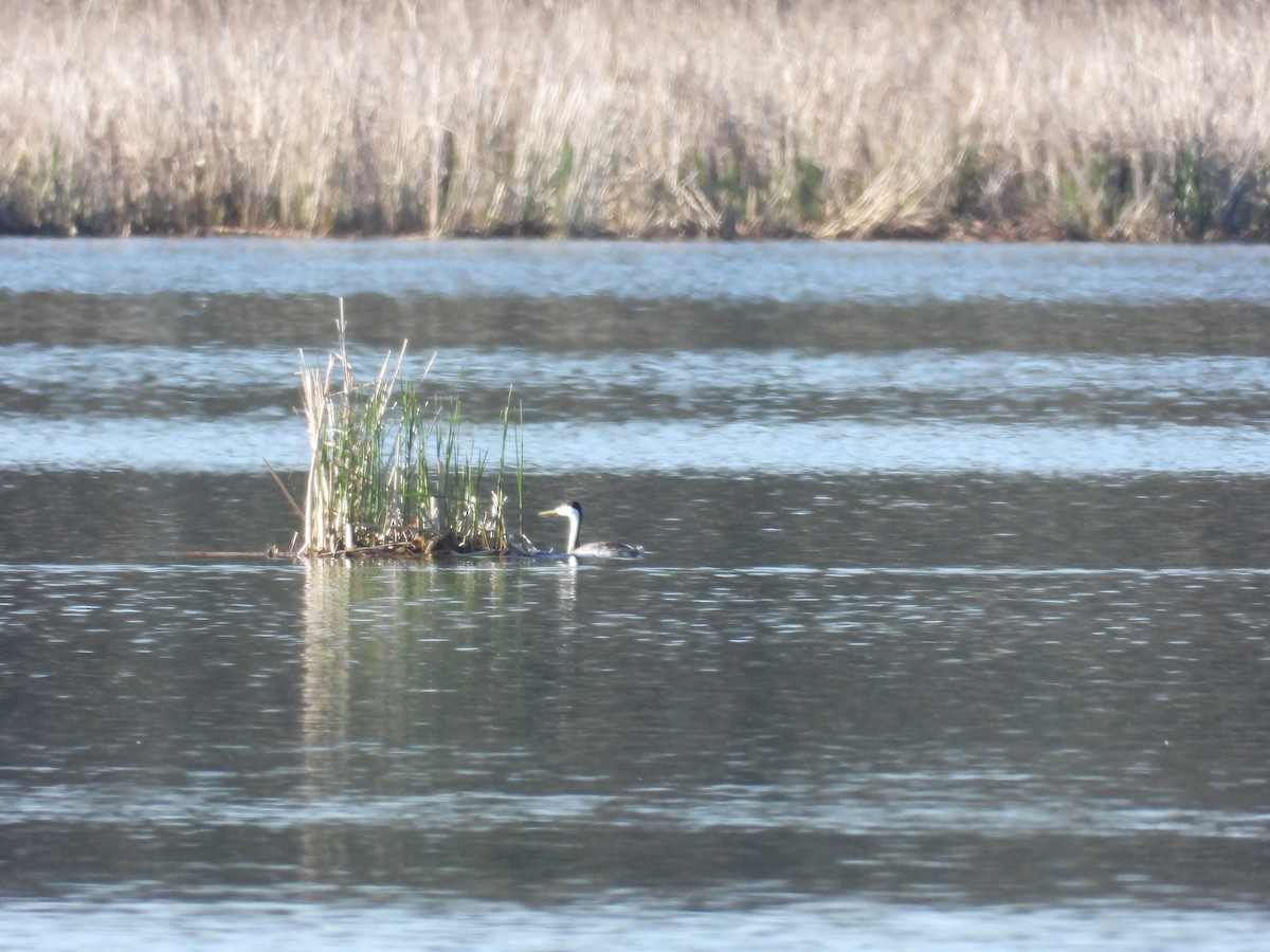 eBird Checklist - 5 May 2024 - Rice Lake SP (Steele Co.) - 57 species
