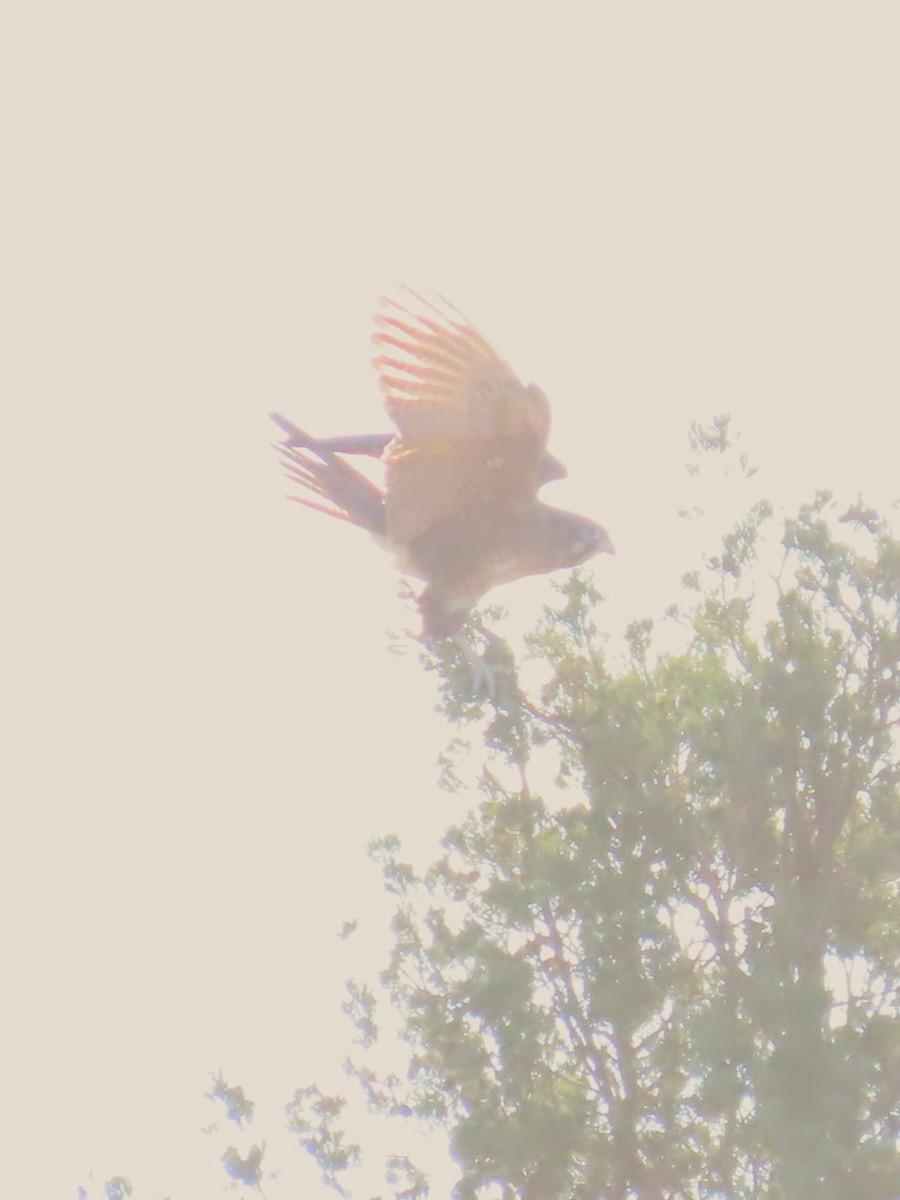 eBird Checklist - 6 May 2024 - 871 Dookie Rd - 23 species