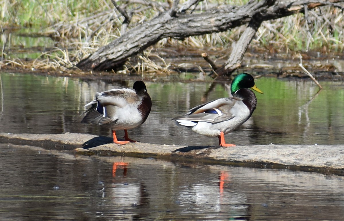 eBird Checklist - 5 May 2024 - Rotary Riverside Park - 16 species