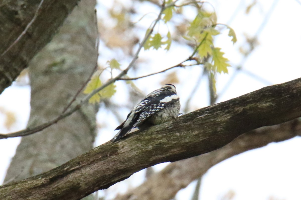 eBird Checklist - 4 May 2024 - Deer Pond Farm, CT Audubon (Dutchess Co ...