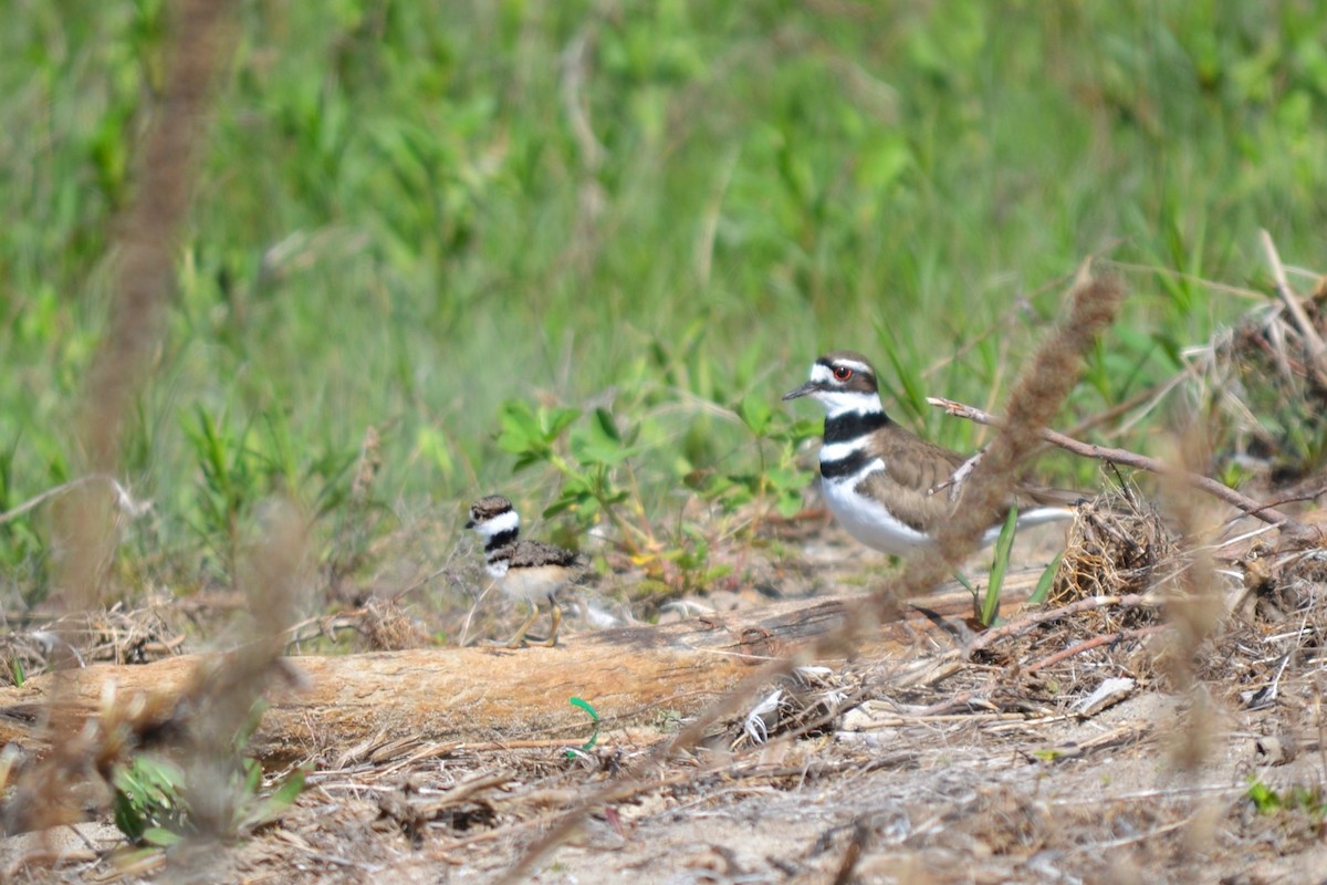 eBird Checklist - 2 May 2024 - Presque Isle SP--Gull Pt. - 55 species