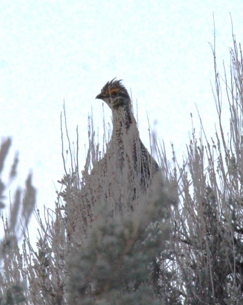 eBird Checklist - 4 May 2024 - Jensen SWA - 23 species