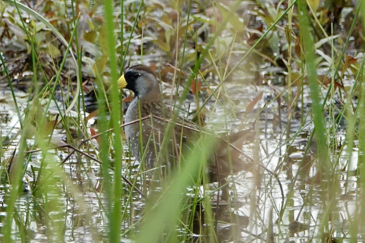 eBird Checklist - 5 May 2024 - Magee Marsh--Migratory Bird Center and ...