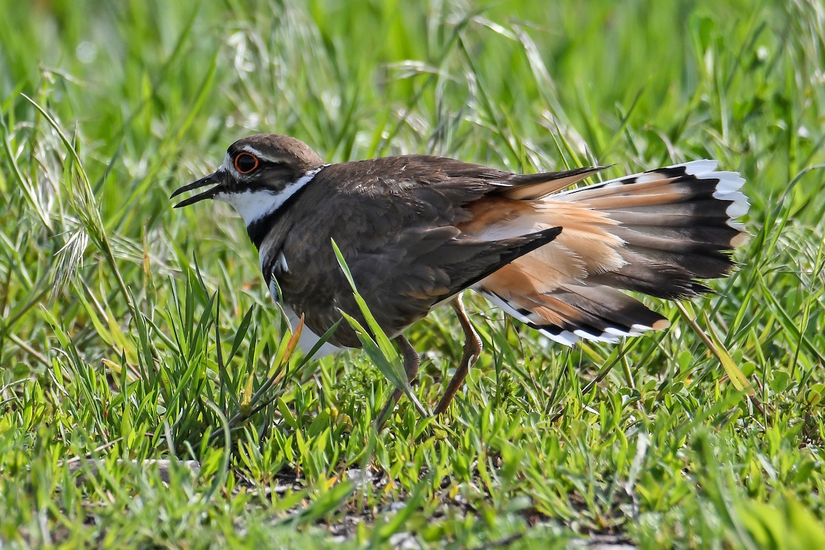 eBird Checklist - 5 May 2024 - Cone Marsh WMA - 83 species