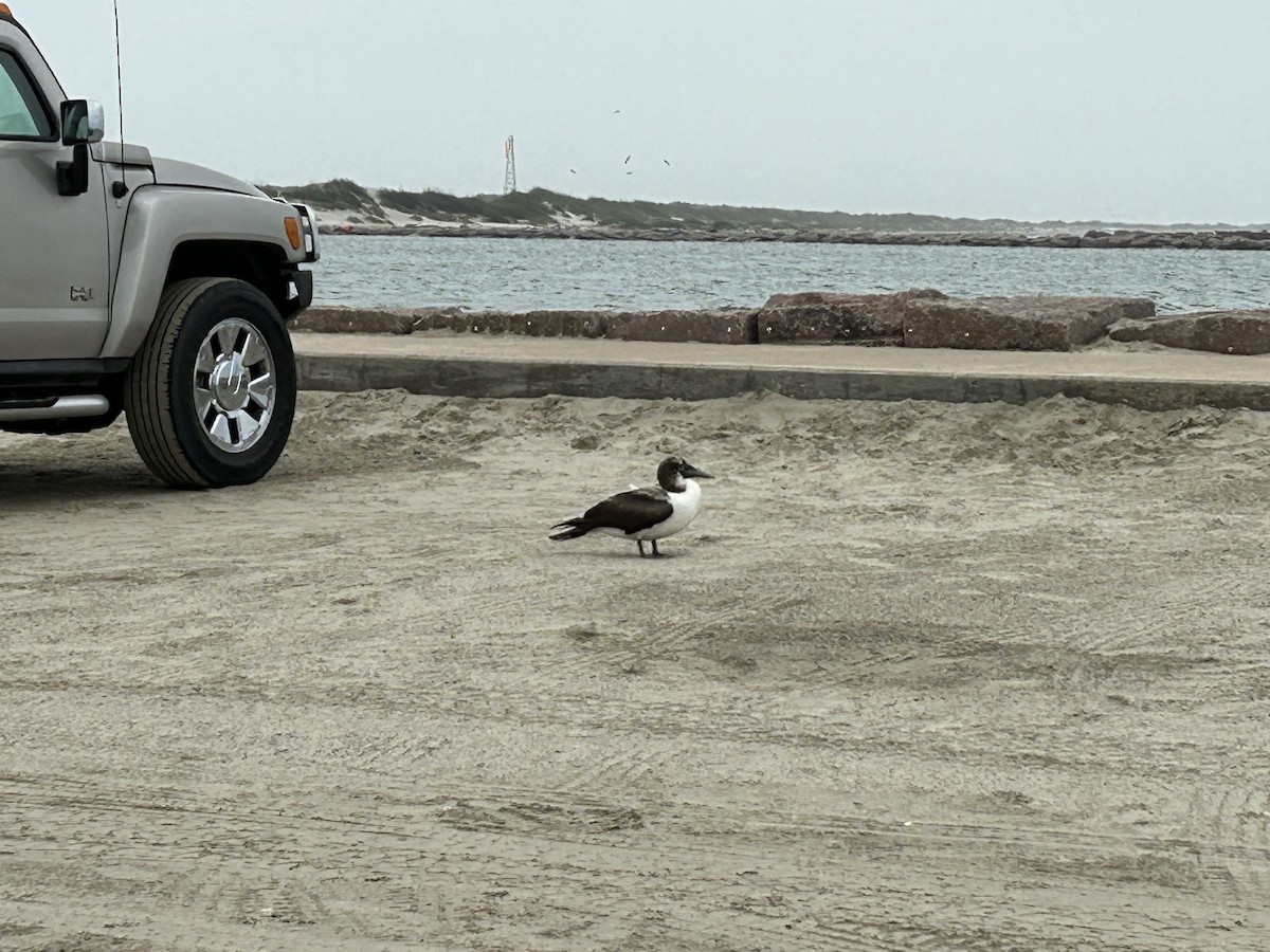 eBird Checklist - 5 May 2024 - Port Aransas Jetty (CTC 058) - 11 species