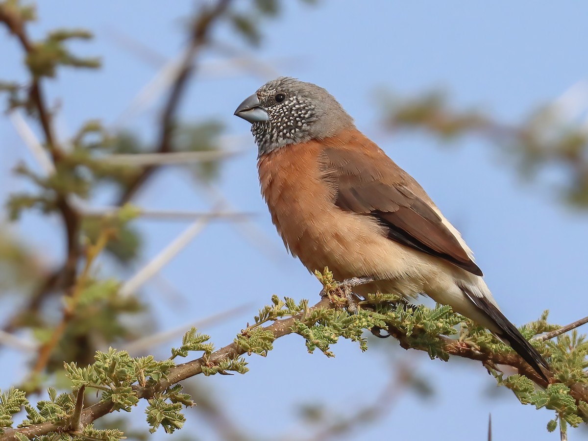 Gray-headed Silverbill - Spermestes griseicapilla - Birds of the World