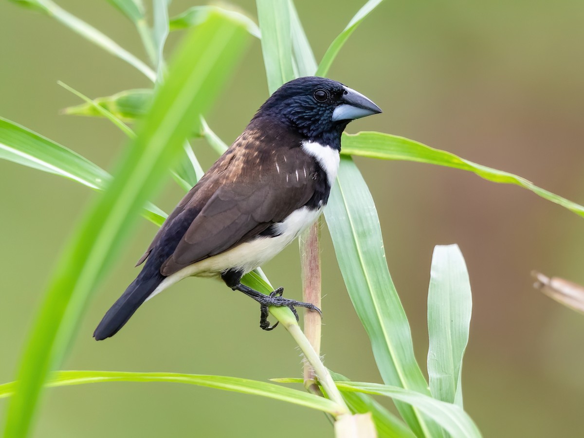 Magpie Mannikin - Spermestes fringilloides - Birds of the World