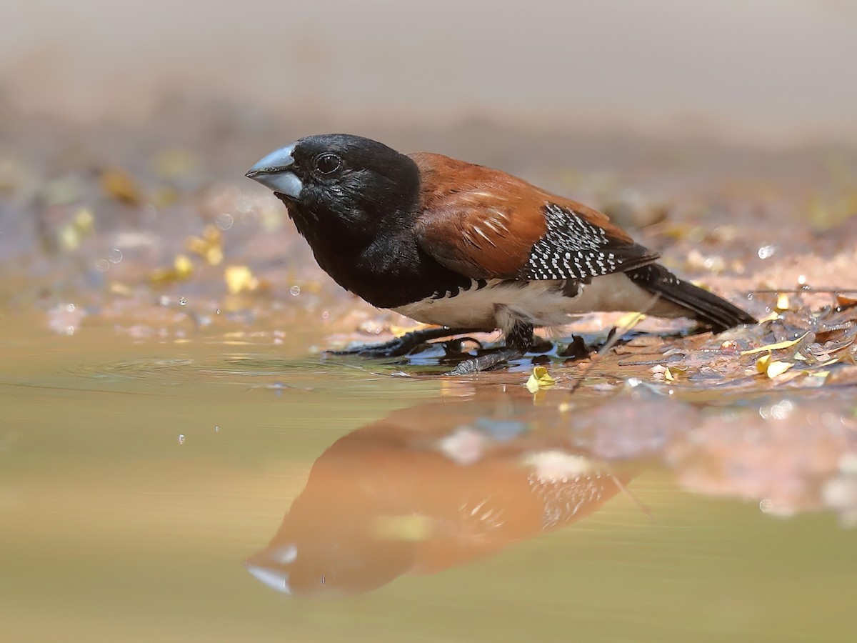 Black-and-white Mannikin - Spermestes bicolor - Birds of the World