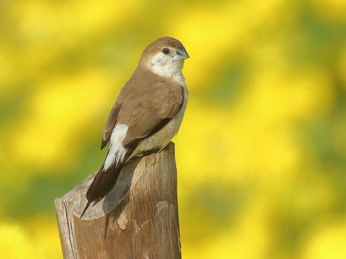 Indian Silverbill - Euodice malabarica - Birds of the World