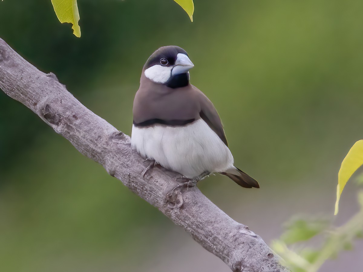 Timor Sparrow - Padda fuscata - Birds of the World