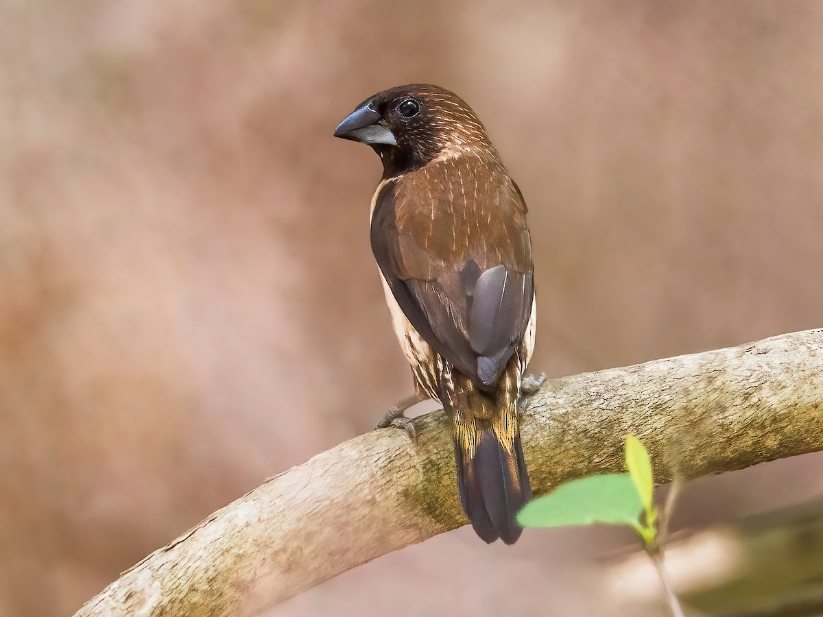 Black-throated Munia - Lonchura kelaarti - Birds of the World