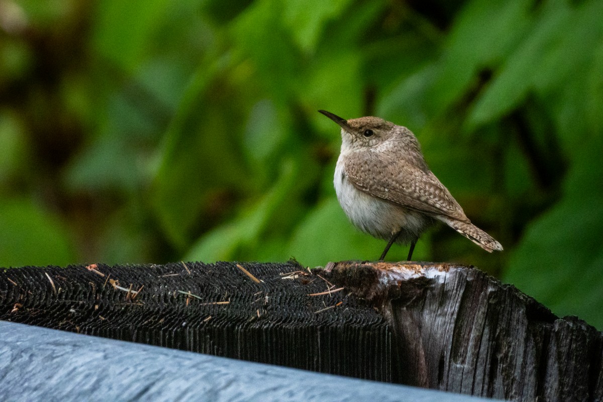 eBird Checklist - 5 May 2024 - Old Douglass Memorial Rock Bridge Site ...