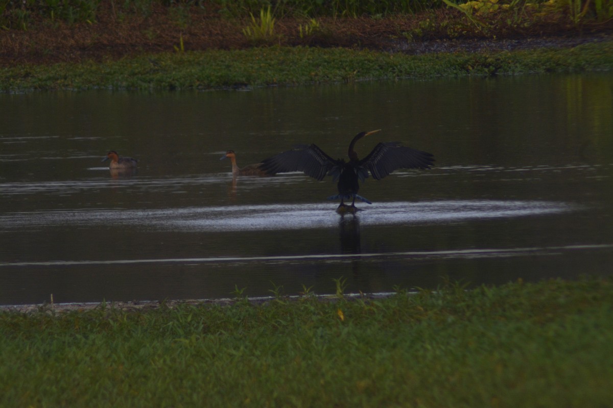 eBird Checklist - 4 May 2024 - Pantano De Boalan - 2 species