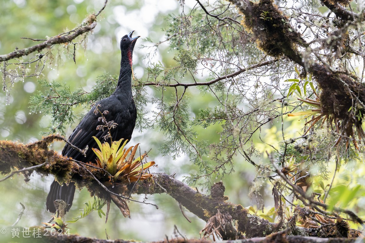 Wattled Guan - Aburria aburri - Media Search - Macaulay Library and eBird