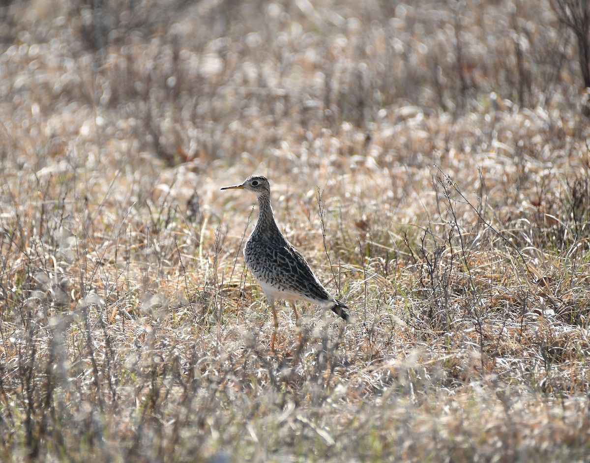 eBird Checklist - 5 May 2024 - Namekagon Barrens SWA--North Unit - 27 ...