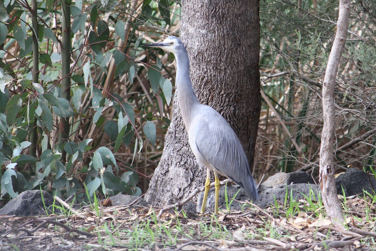 eBird Checklist - 6 May 2024 - Northern Memorial Park - 34 species