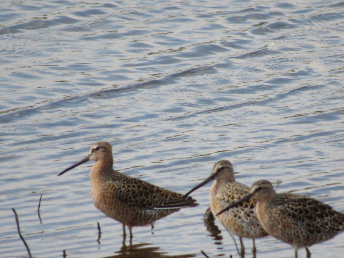 eBird Checklist - 4 May 2024 - Sloughs WMA, Sauerheber Unit - 66 species