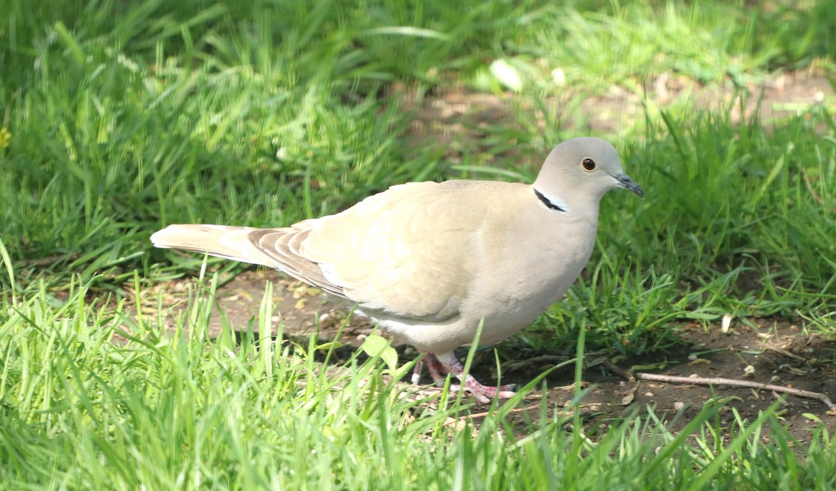 eBird Checklist - 5 May 2024 - 1435 N Union St, Fremont US-NE 41.44280, -96.49174 - 8 species