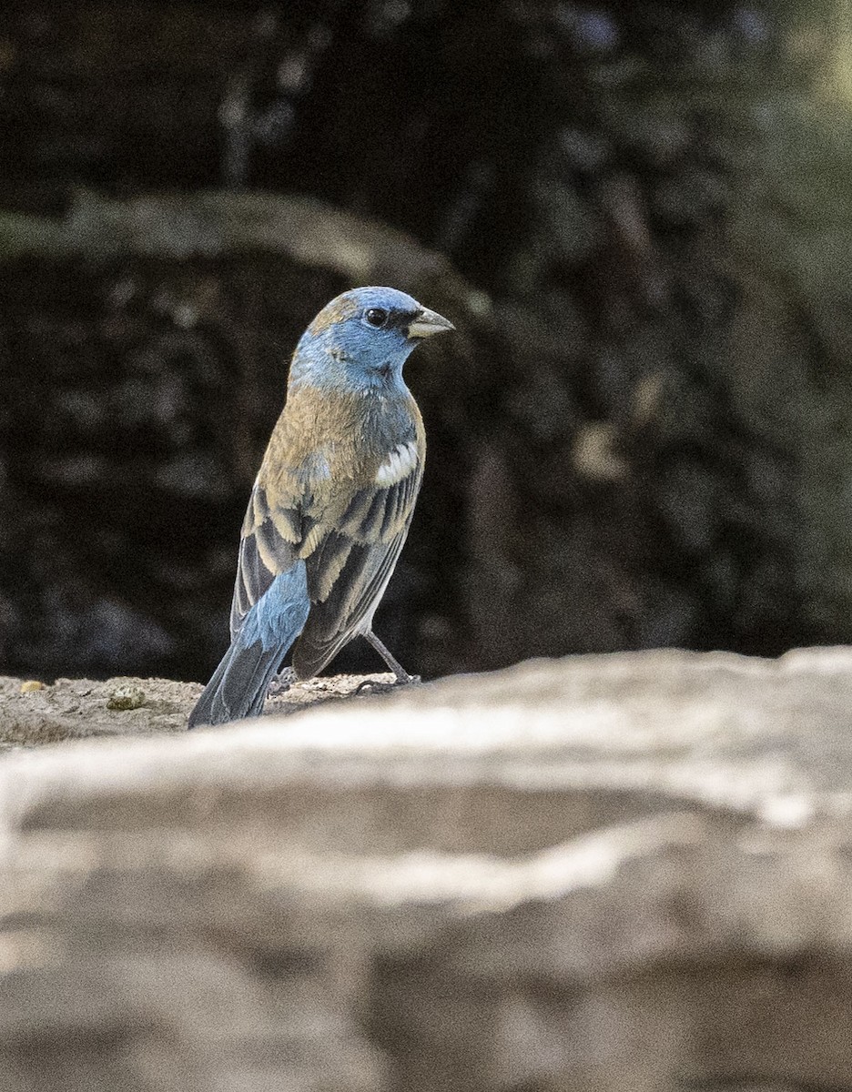 eBird Checklist - 3 May 2024 - Davis Mountains SP (FWTX 23) - 21 species