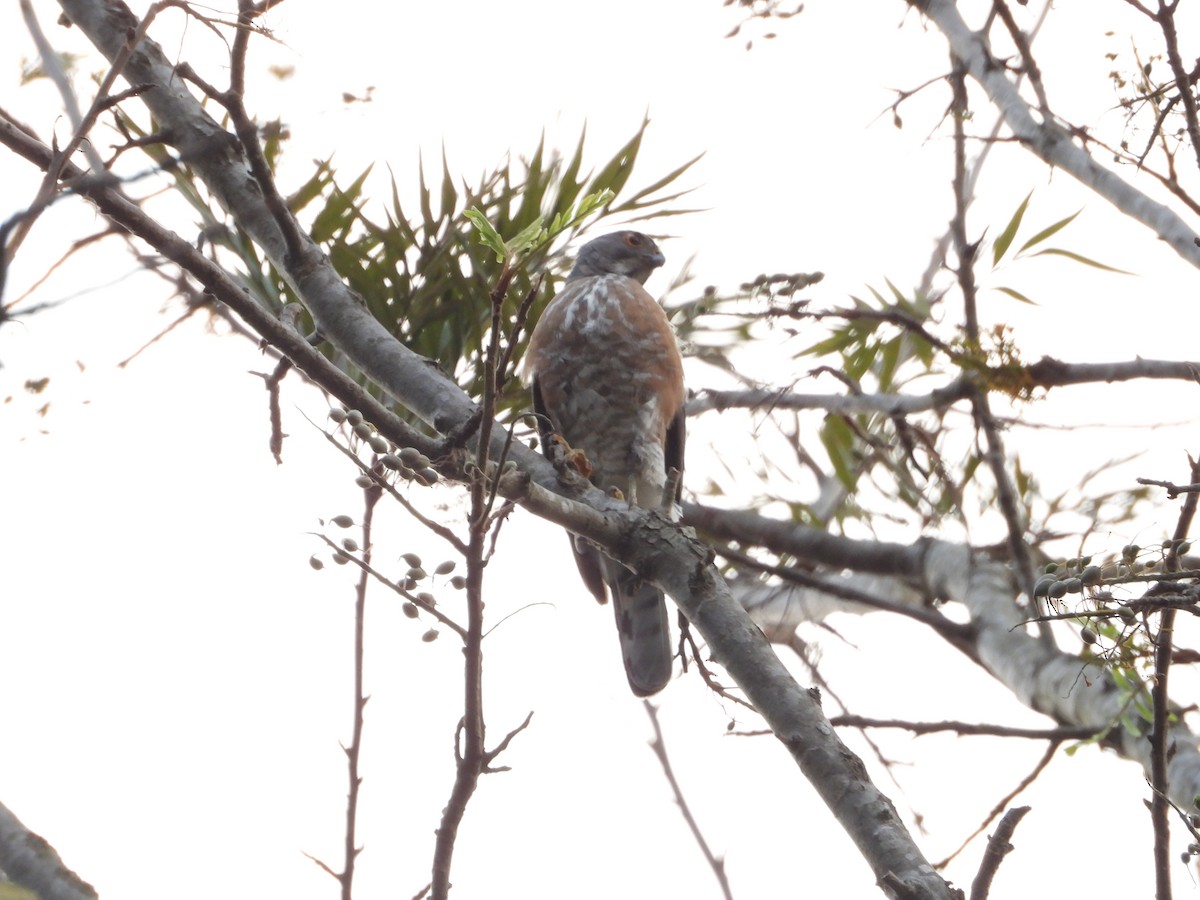 Besra - Accipiter virgatus - Media Search - Macaulay Library and eBird