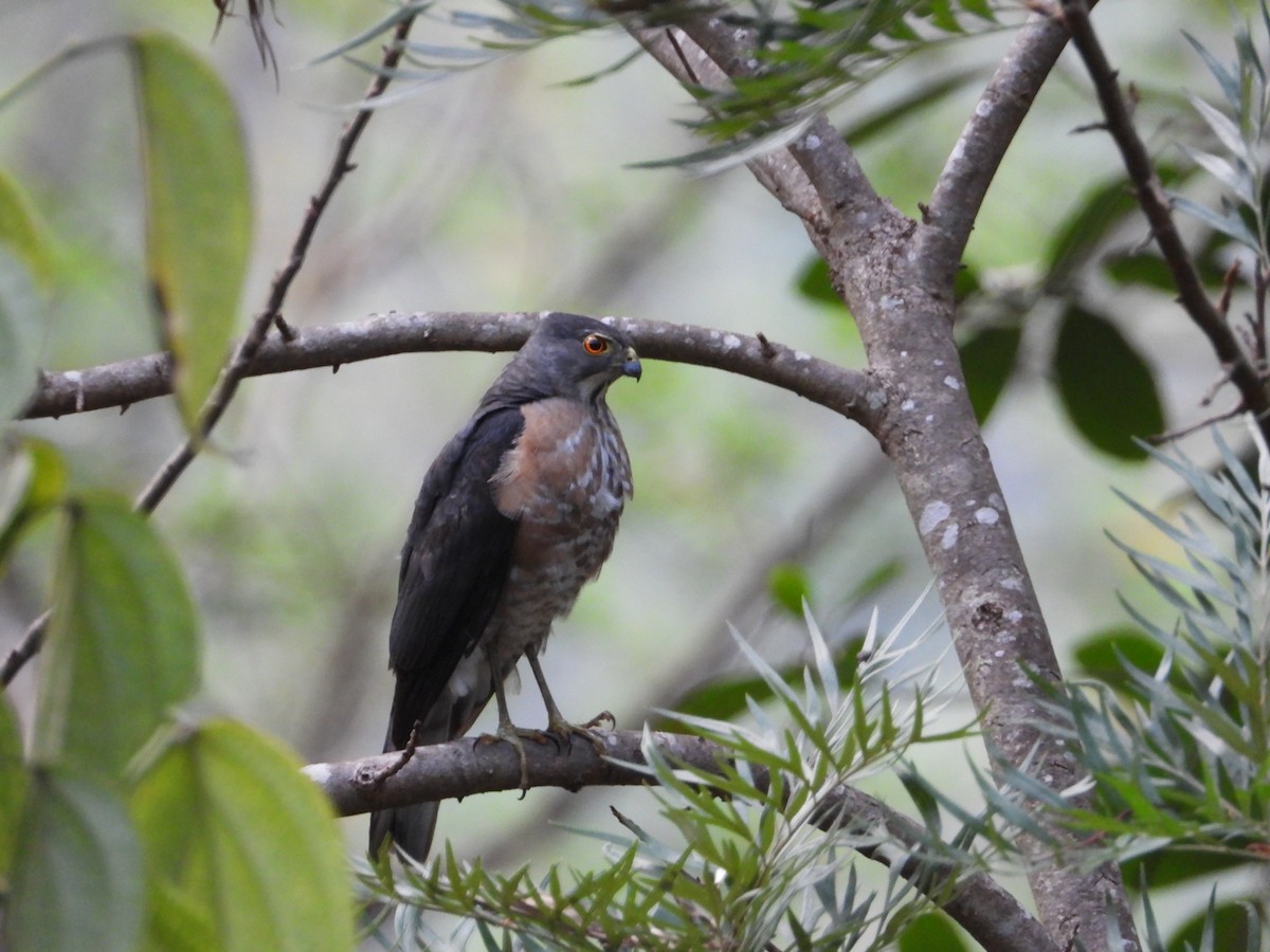 Besra - Accipiter virgatus - Media Search - Macaulay Library and eBird