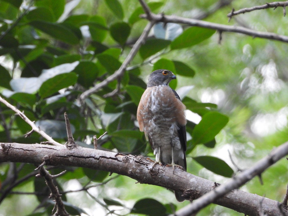 Besra - Accipiter virgatus - Media Search - Macaulay Library and eBird