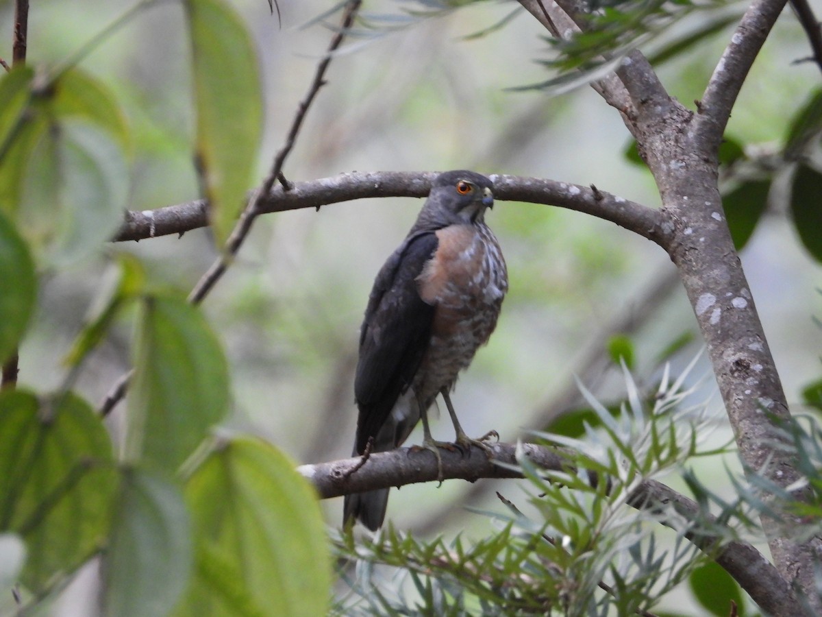 Besra - Accipiter virgatus - Media Search - Macaulay Library and eBird